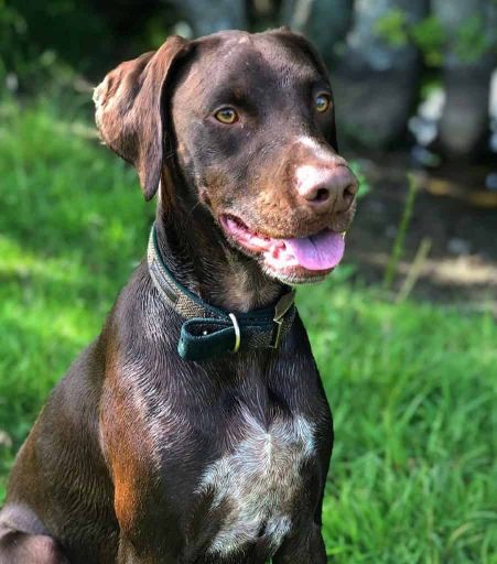 36 Dazzling Doberman Pinscher Mixes - The Best Doberman Mix Guide